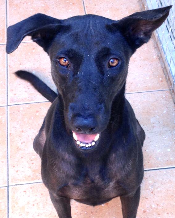 ASD - Adopt Lottie